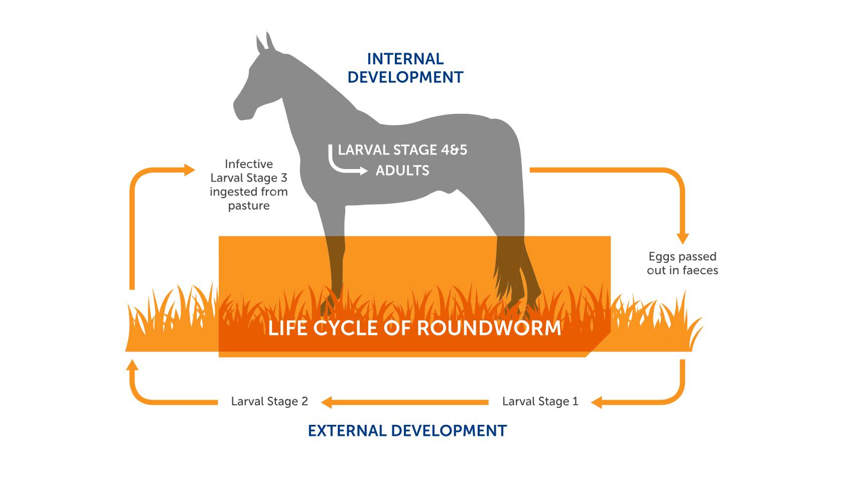 Anoplocephala Perfoliata Life Cycle