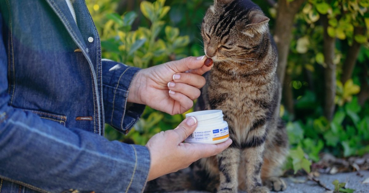 Cat Joint Care & Supplements for Mobility Support - Virbac UK