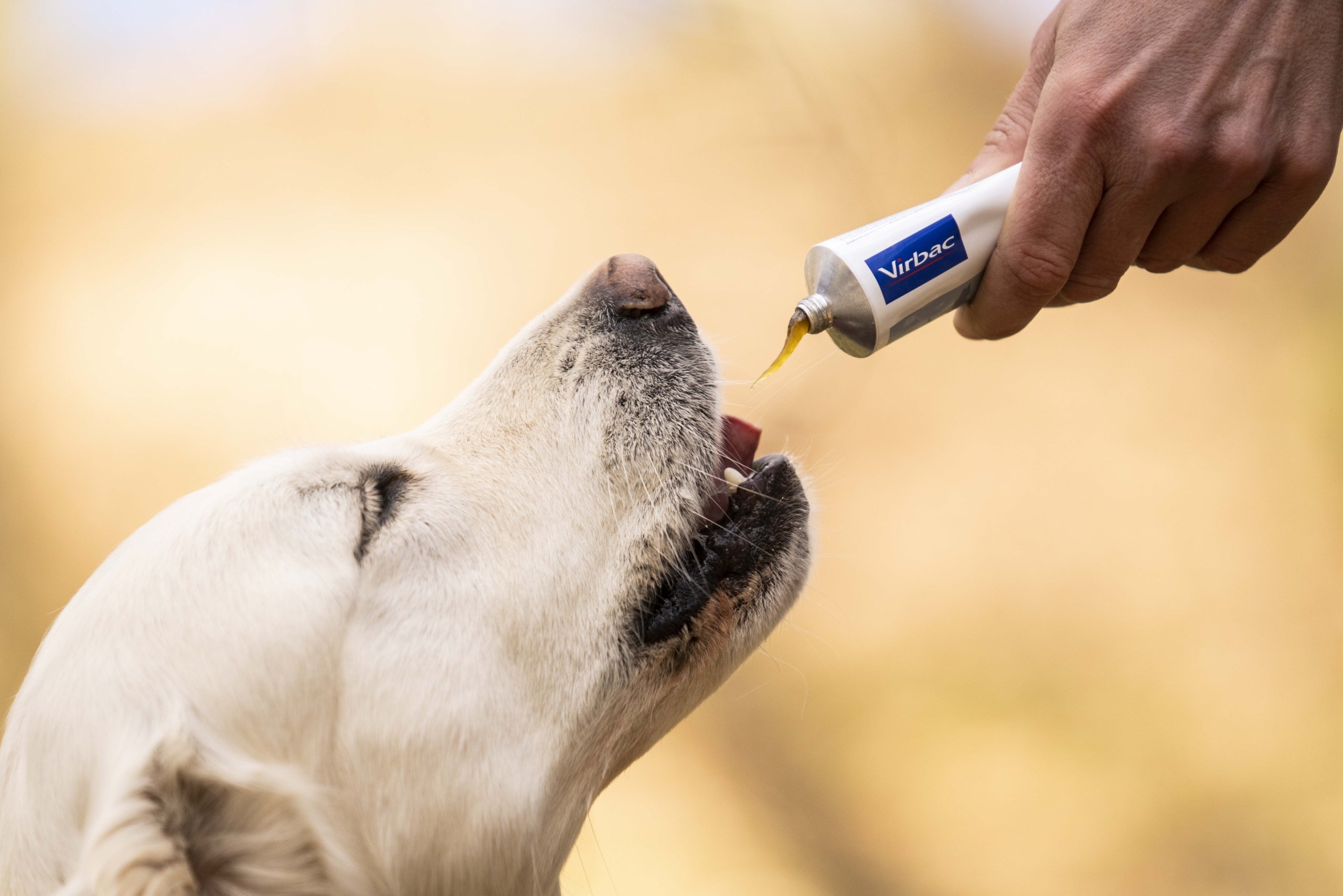 Nutri-Plus Gel® - High-Energy Supplement for Cats & Dogs - Virbac UK