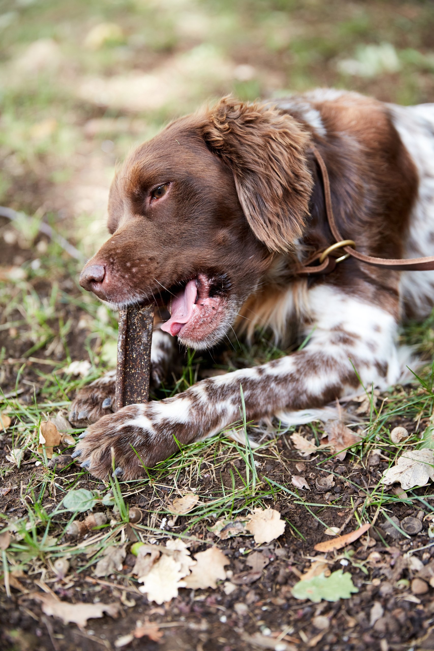 VEGGIEDENT® FR3SH™ Dental Chews For Dogs - Virbac UK