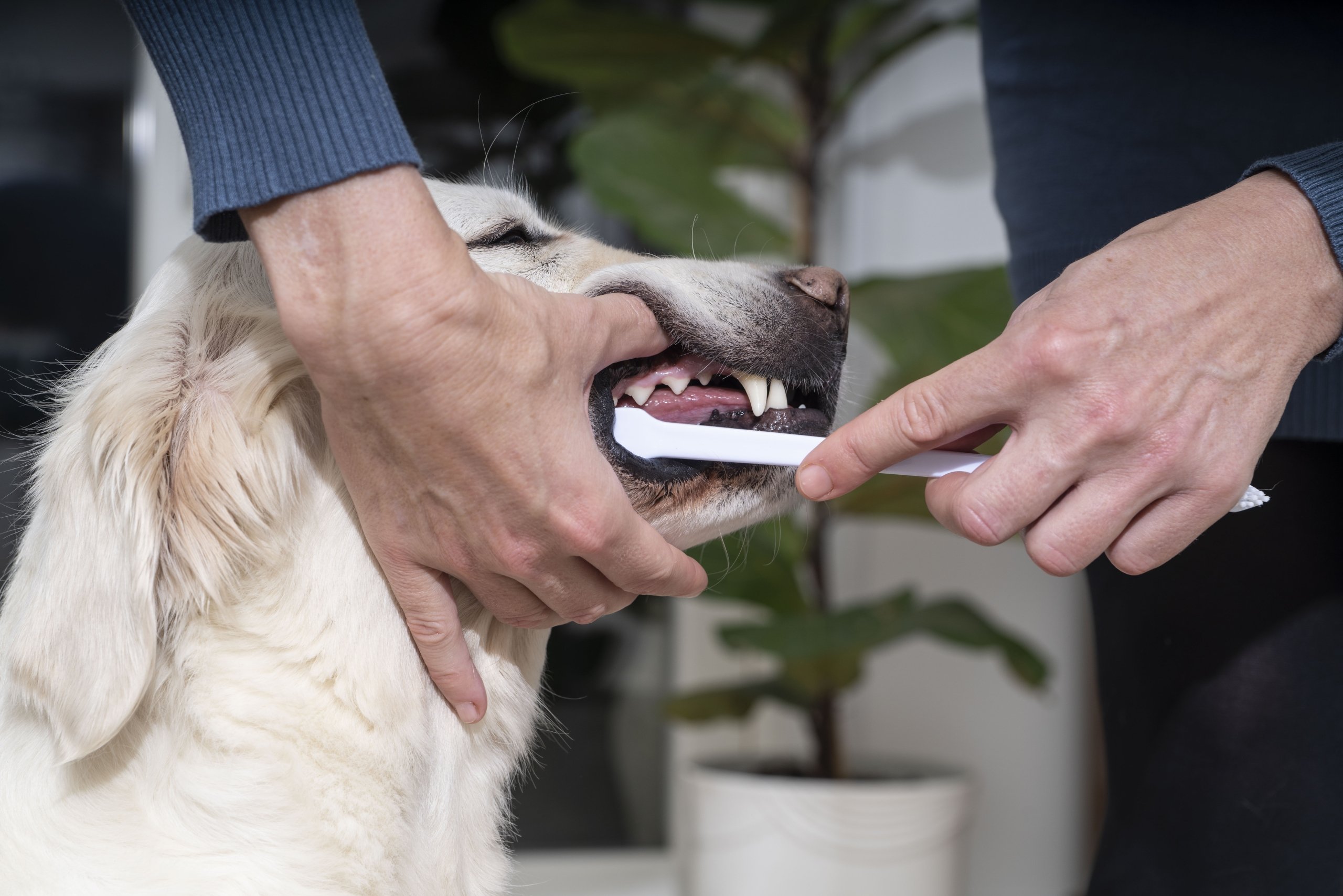 Oral Hygiene Kit – Toothbrush & Paste for Dogs & Cats - Virbac UK