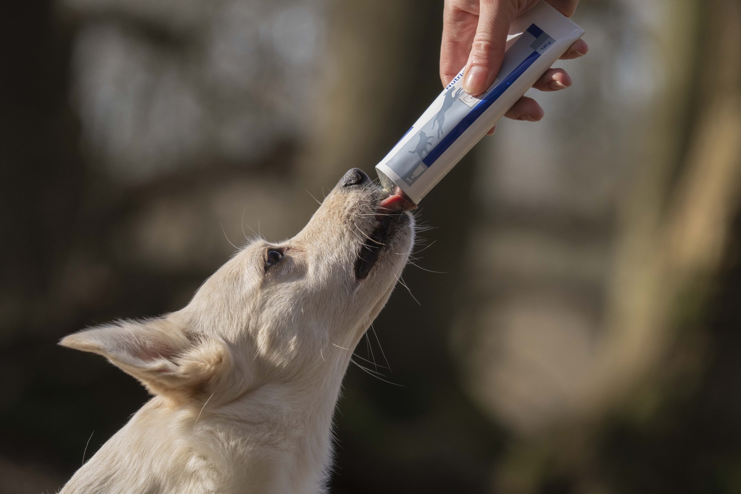 Nutri-Plus Gel® - High-Energy Supplement for Cats & Dogs - Virbac UK