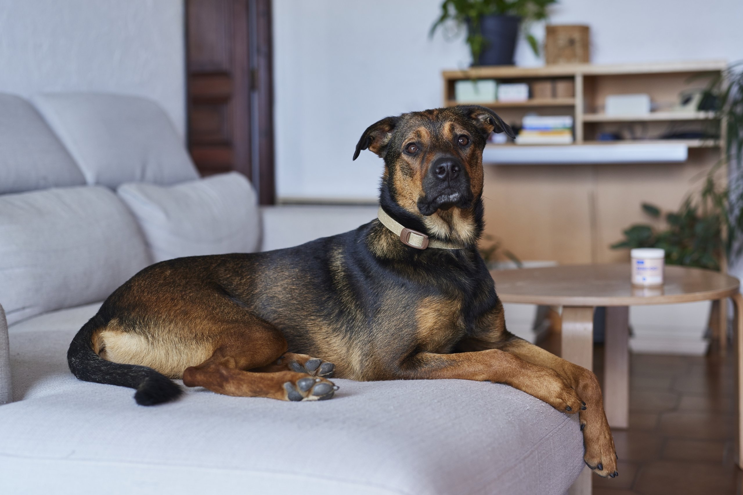 Zenidog Collar with Calming Pheromones for Dogs - Virbac UK