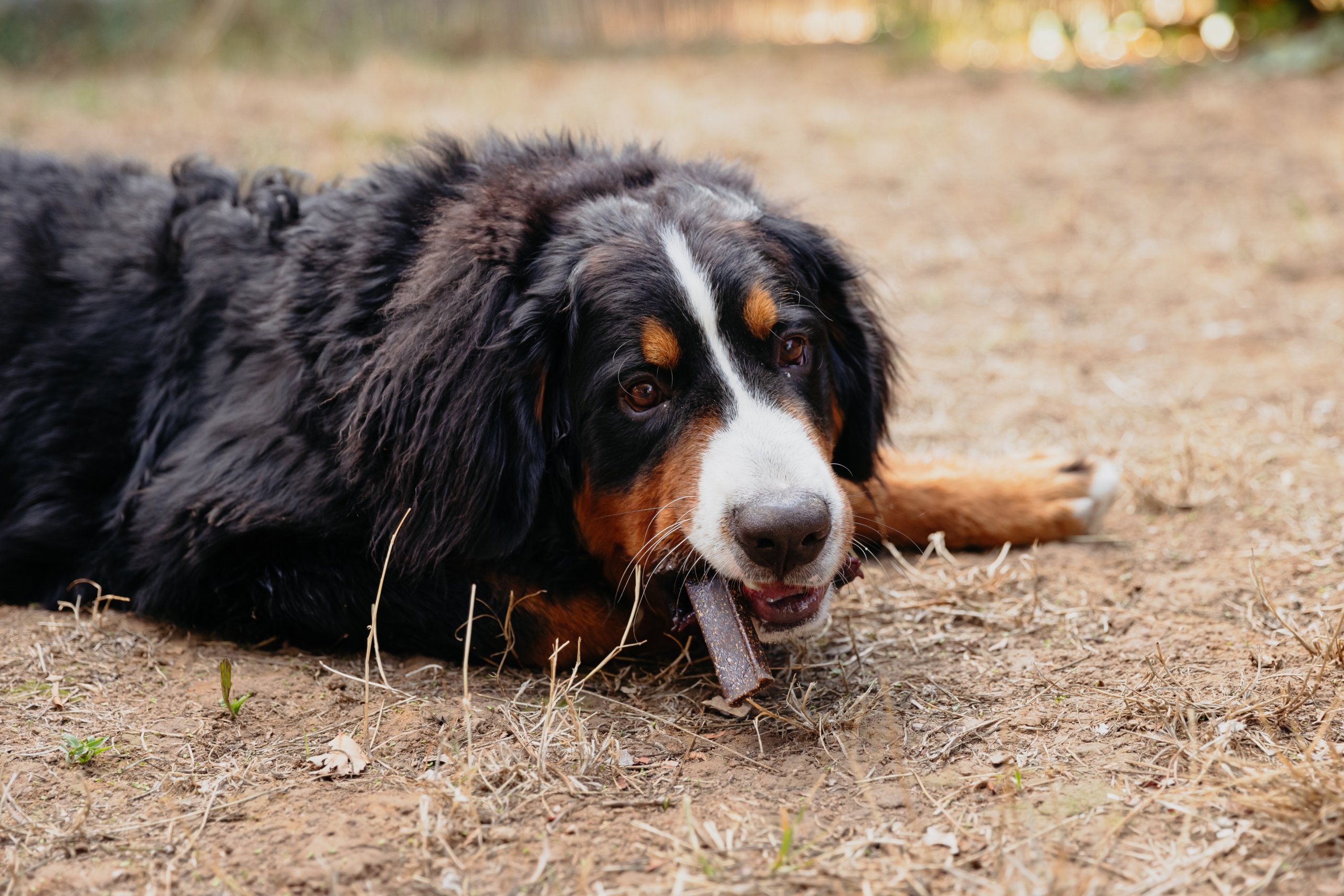 VEGGIEDENT® FR3SH™ Dental Chews For Dogs - Virbac UK