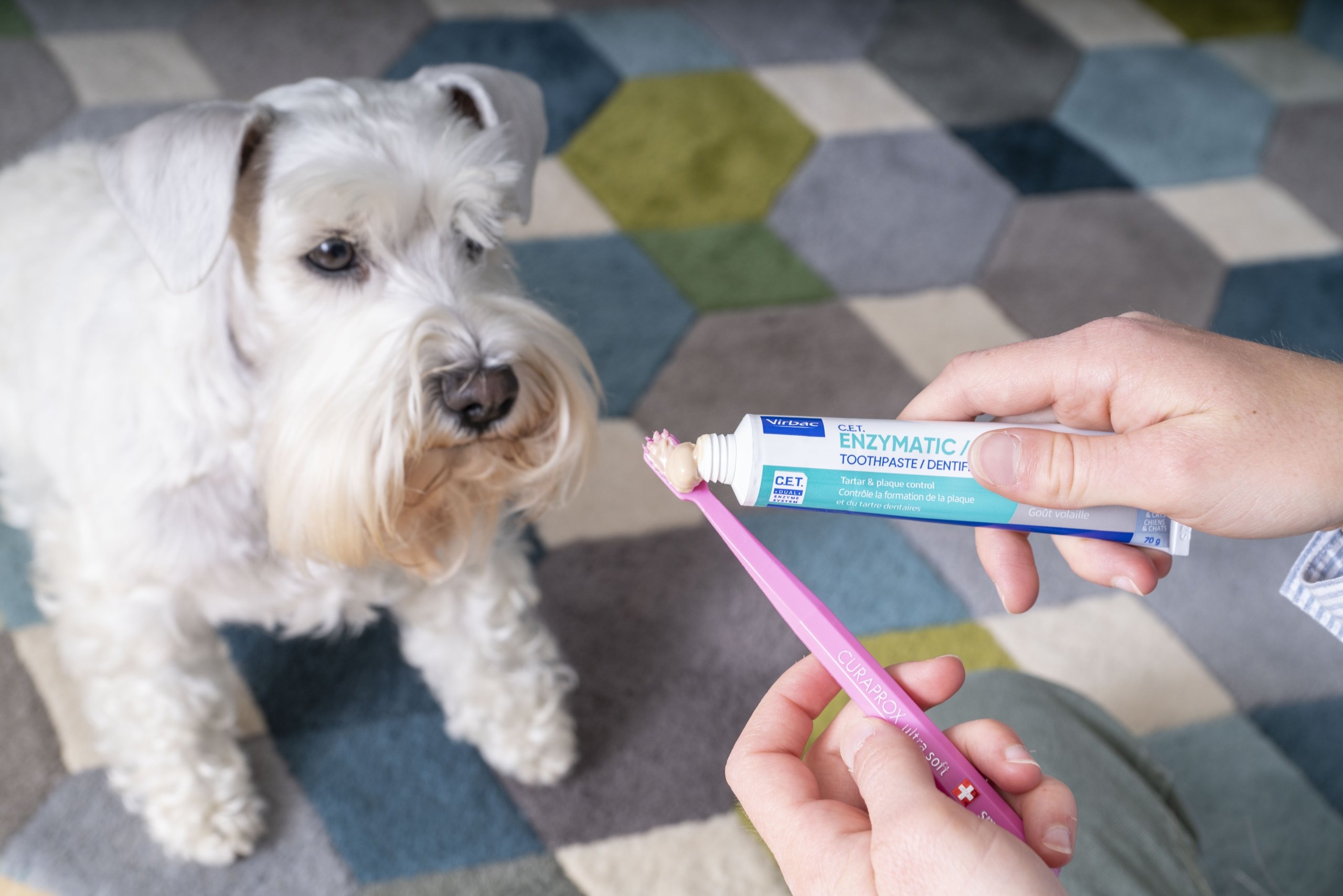 Enzymatic Toothpaste for Dogs & Cats - Virbac UK