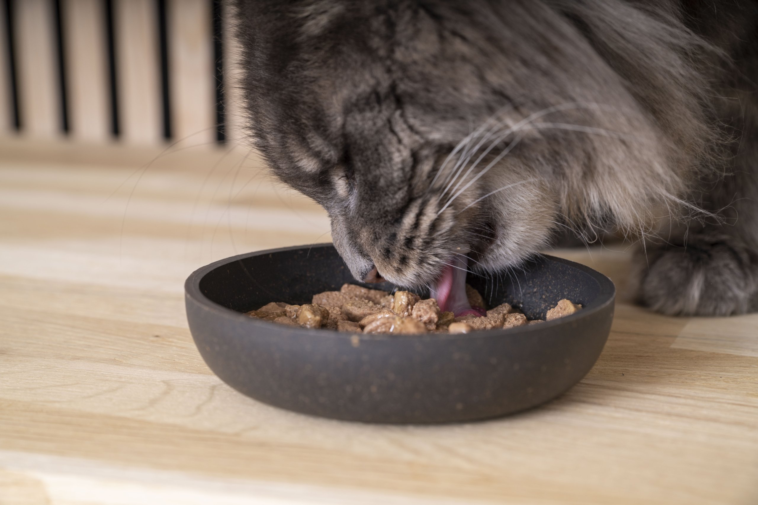 Digestive Support Cat Wet Food - For Sensitive Stomachs 12x85g - Virbac UK