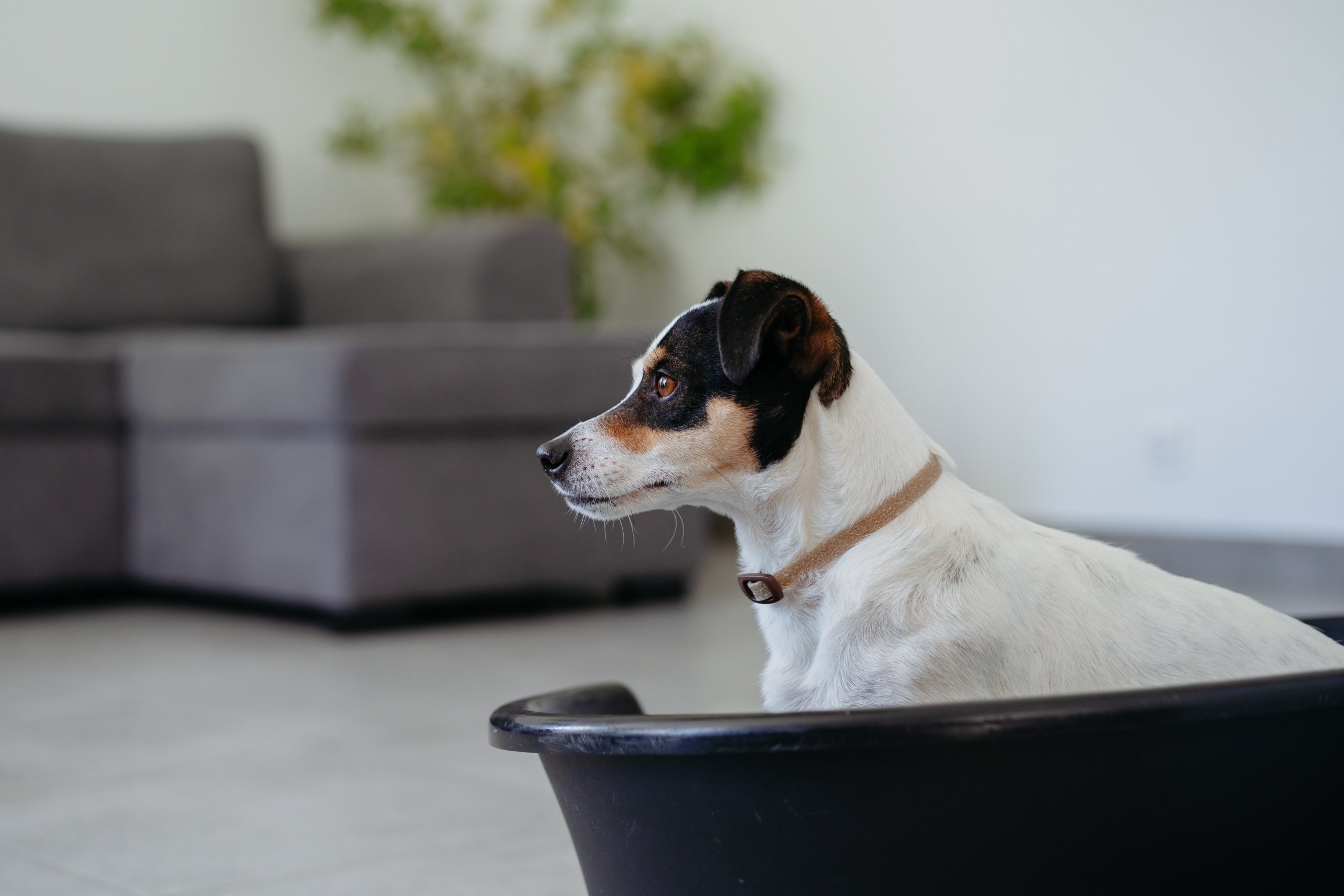 Zenidog Collar with Calming Pheromones for Dogs - Virbac UK