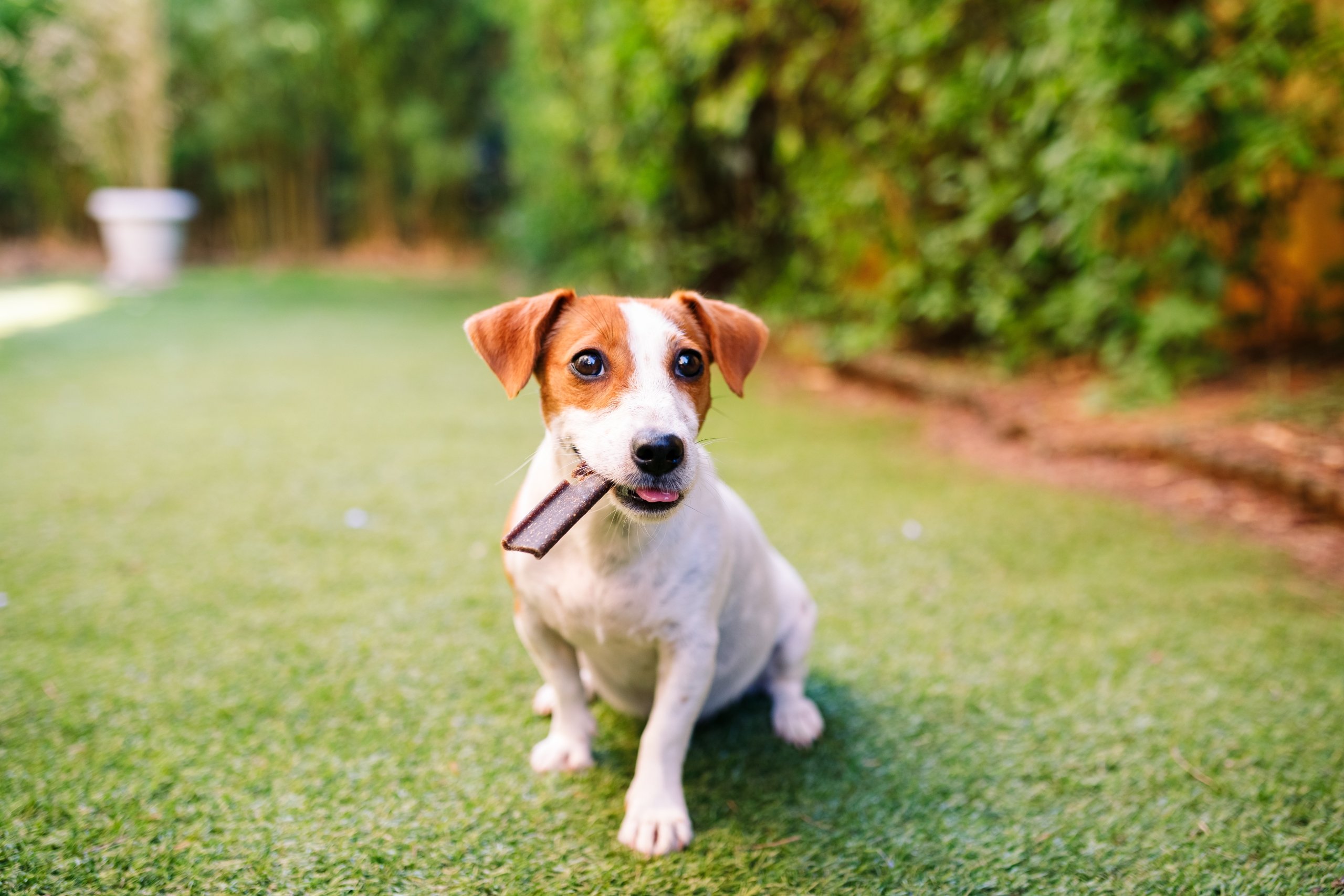 VEGGIEDENT® FR3SH™ Dental Chews For Dogs - Virbac UK