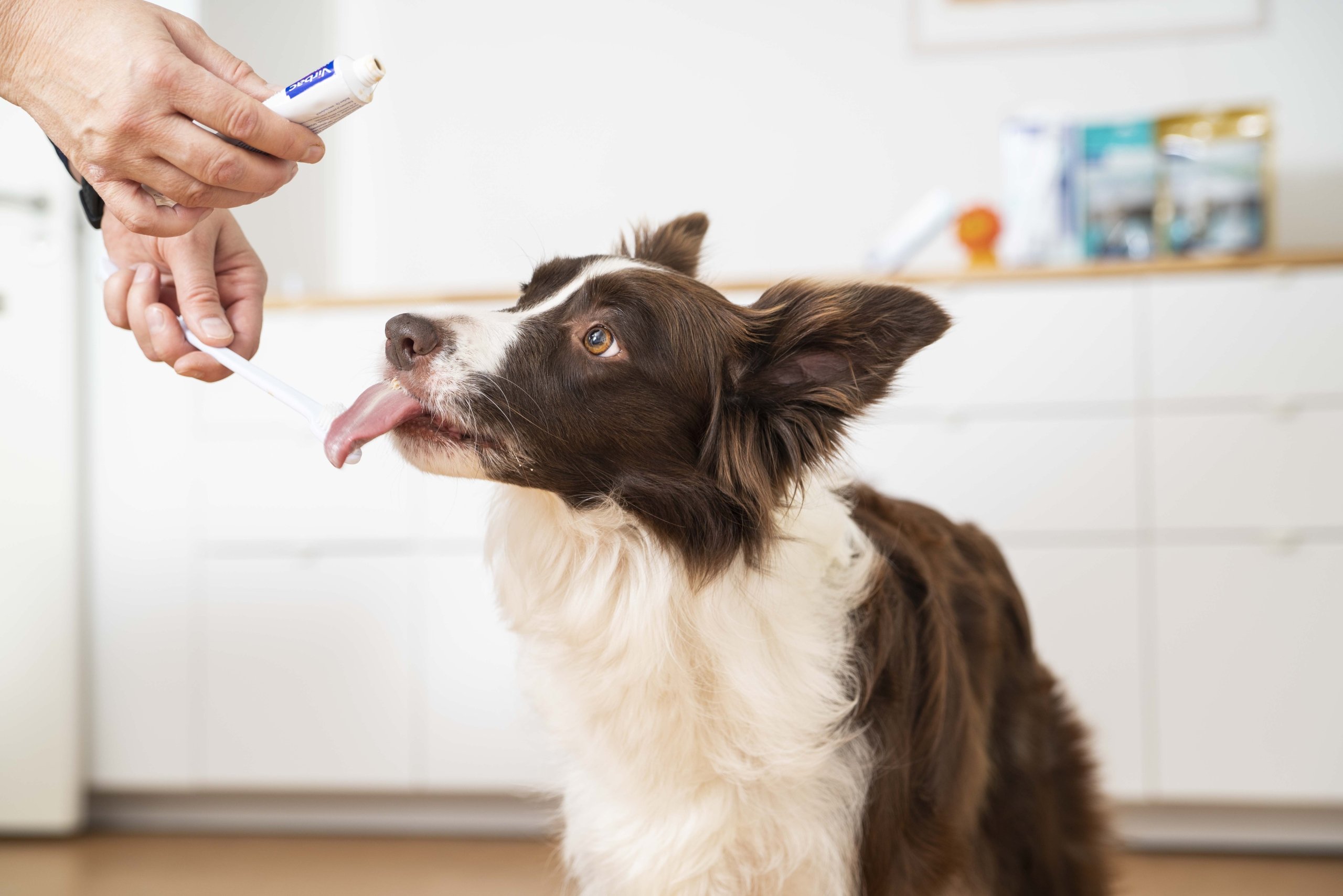 Oral Hygiene Kit – Toothbrush & Paste for Dogs & Cats - Virbac UK