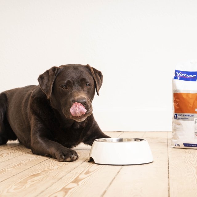 Joint & Mobility Dog Food J1 – Osteoarthritis Support - Virbac UK