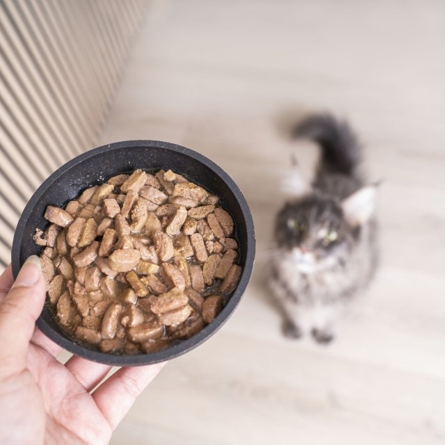 Digestive Support Cat Wet Food - For Sensitive Stomachs 12x85g - Virbac UK