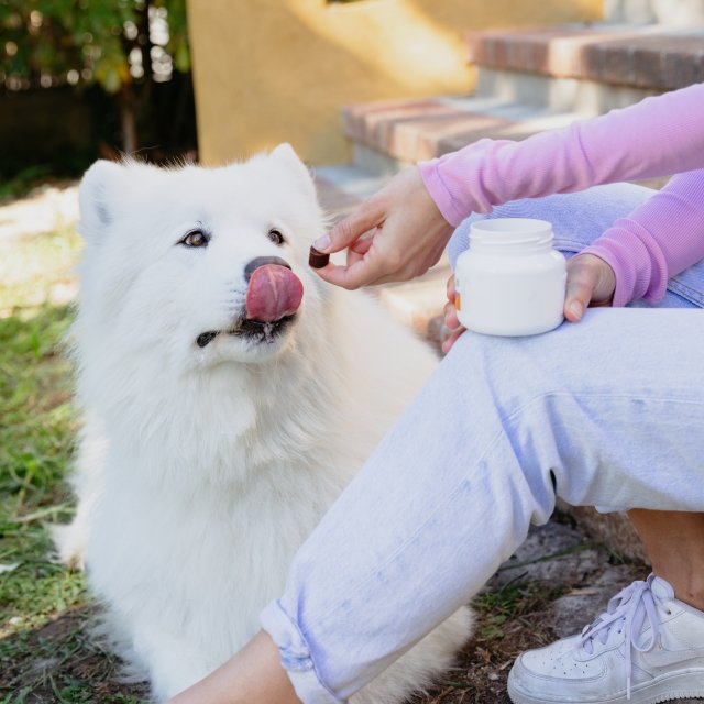 MOVOFLEX® Soft Chews – Joint Supplements for Dogs - Virbac UK