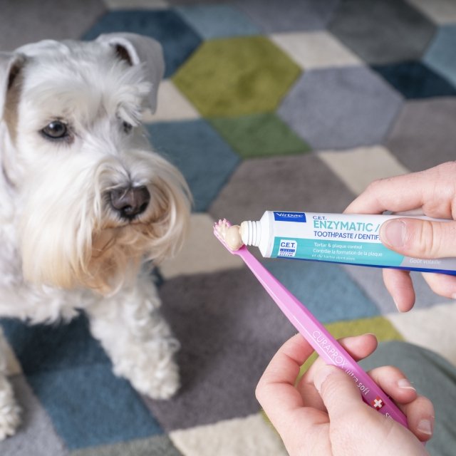 Enzymatic Toothpaste for Dogs & Cats - Virbac UK